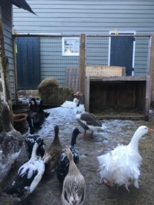 Goose Shelter Options - Backyard Poultry